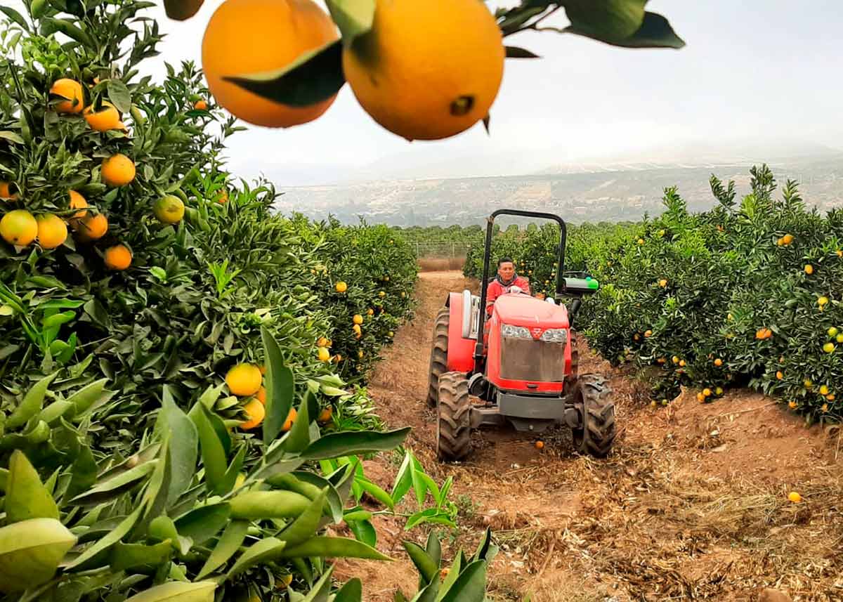 Productores De Cítricos Prueban Tecnología Que Anticipa Si Su Fruta